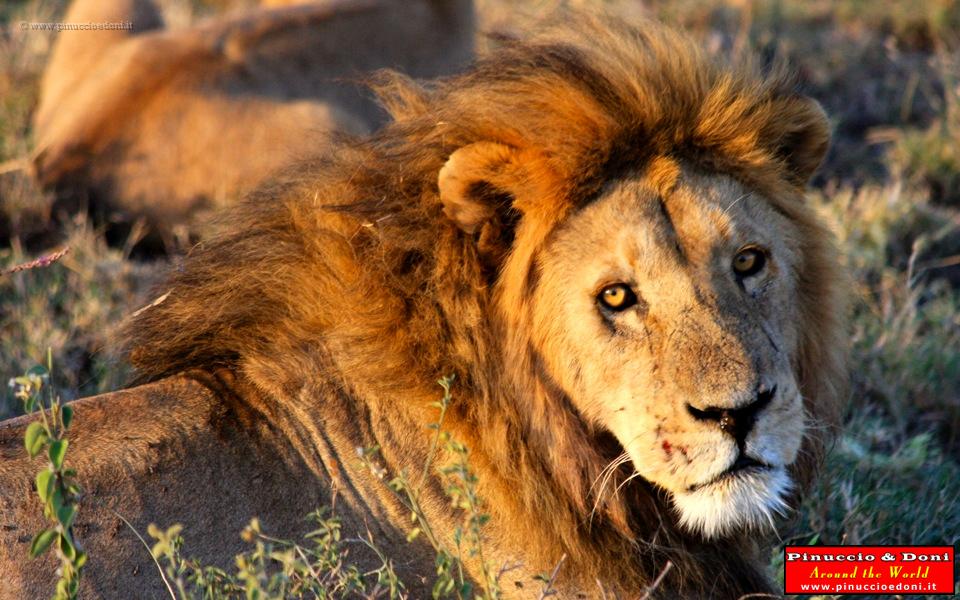 TANZANIA 3/TANZANIA - Serengeti National Park - Leoni Lions - 56
