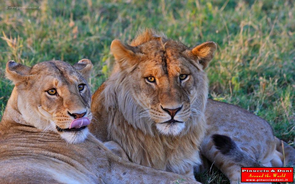 TANZANIA 3/TANZANIA - Serengeti National Park - Leoni Lions - 77