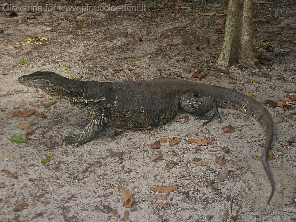 THAILANDIA Giovanna/38 Isola di Koh Rok-Varano sulla spiaggia