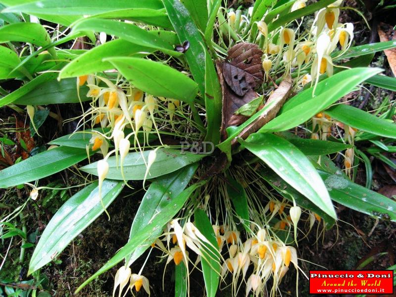 Highlands Papua New Guinea/Papua Highlands (Mt. Hagen-Ambua-Tari-Mendi ...